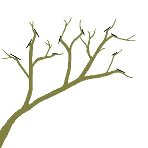 How to Prune Your Fruit & Nut Trees | Living Off Grid Guide