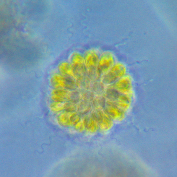 Your Soil is Teaming With Microbes | Living Off Grid Guide